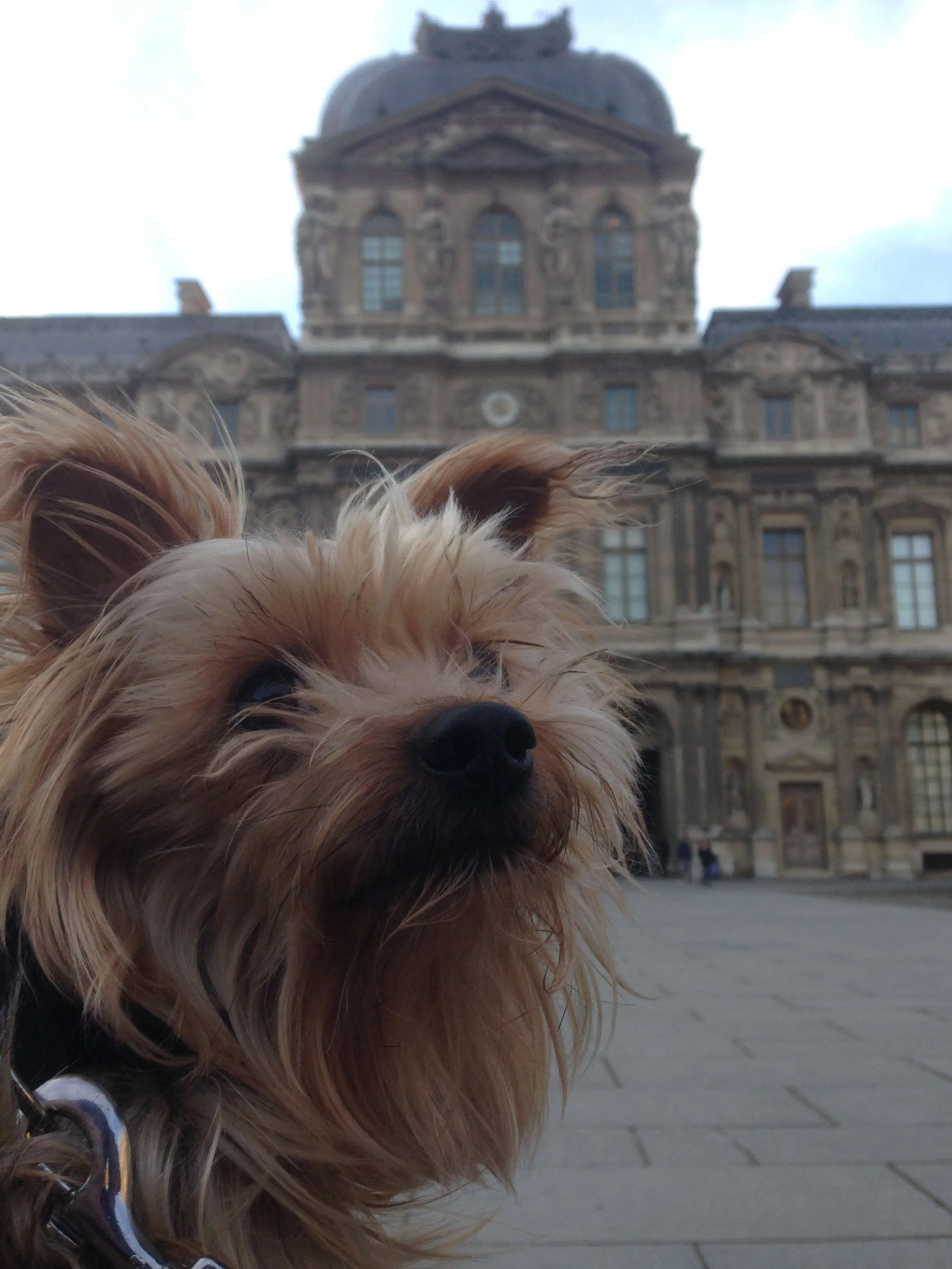 6 MUST-KNOW Tips for International Dog Travel - Wet Nose Escapades