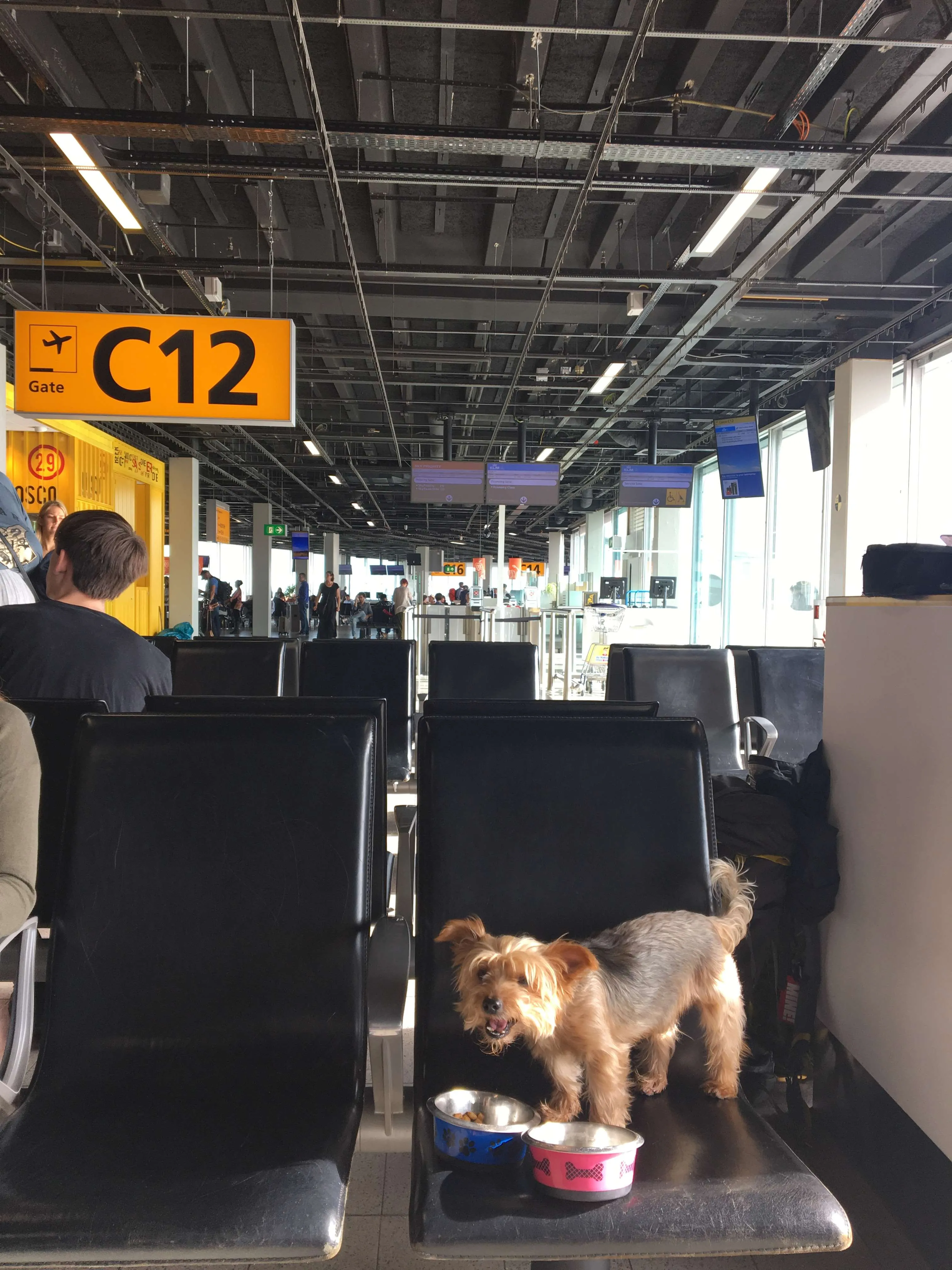 6 MUST-KNOW Tips for International Dog Travel - Wet Nose Escapades
