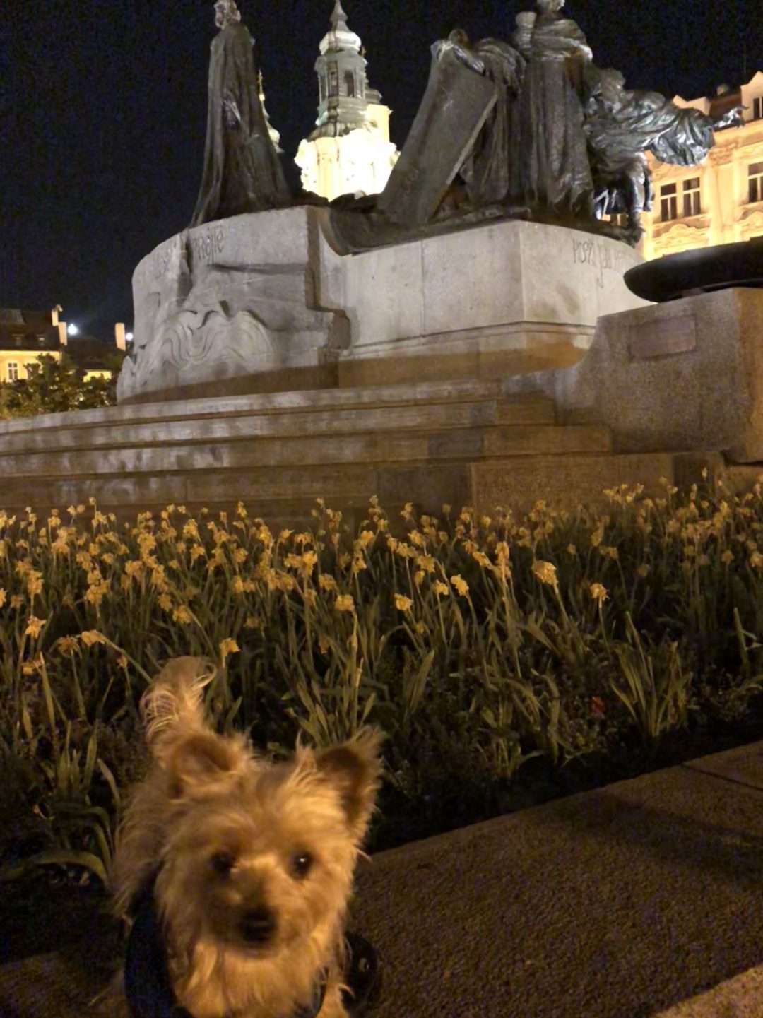 6 MUST-KNOW Tips for International Dog Travel - Wet Nose Escapades