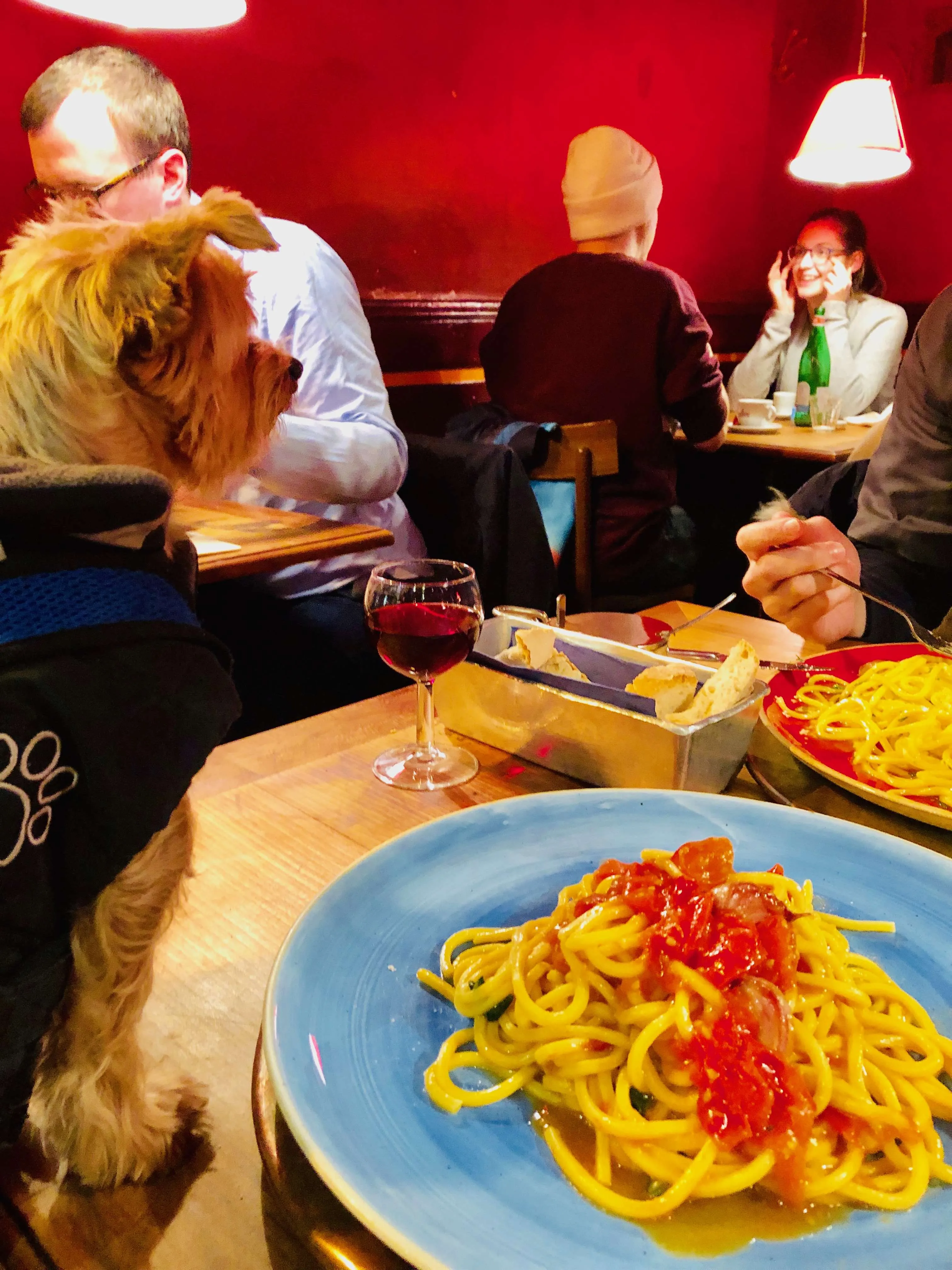 8 Tips on How to Dine with Your Dog (Updated 2025) - Wet Nose Escapades