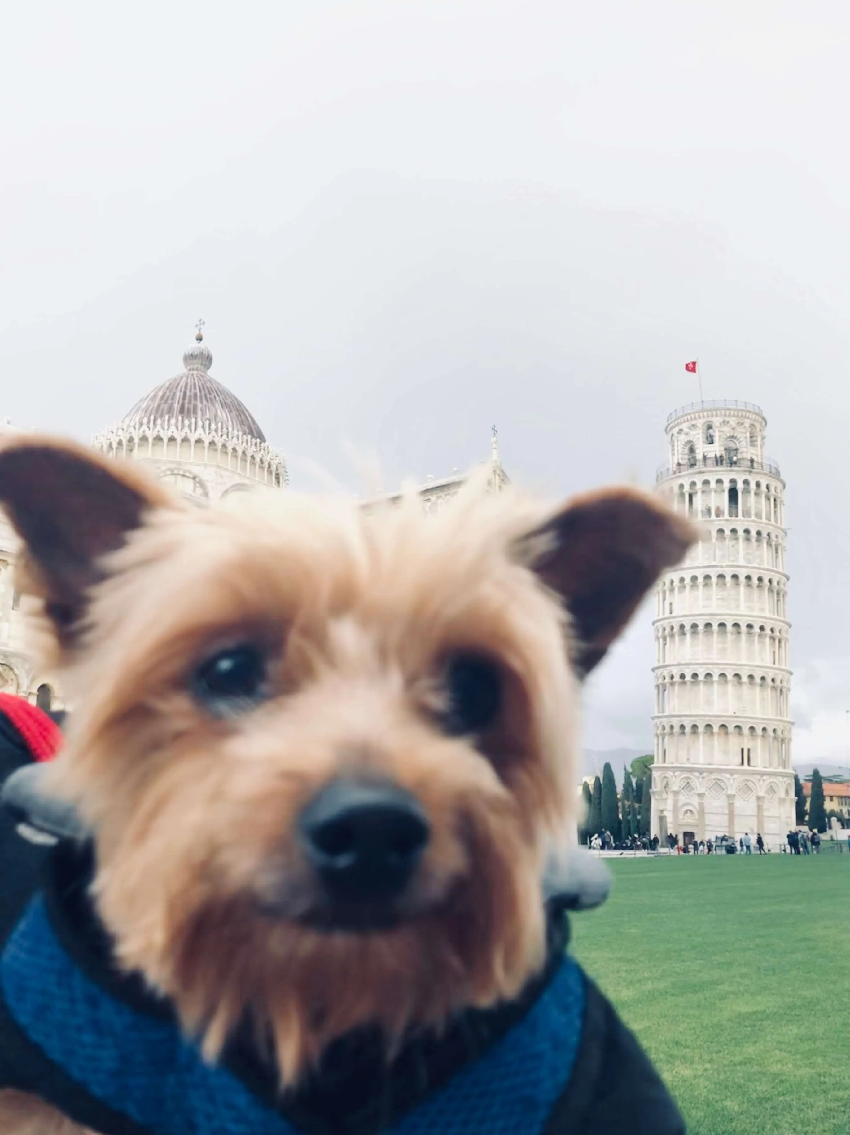 Dog-Friendly Florence, Italy: An American Dog in Florence 2026 - Wet ...