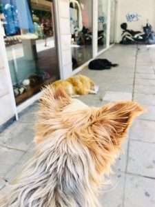 Is Athens, Greece Dog-Friendly? A Yorkie's Guide to Dog Travel in ...
