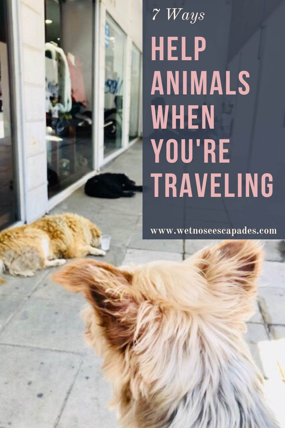 7 Ways to Help Animals while Traveling - Wet Nose Escapades