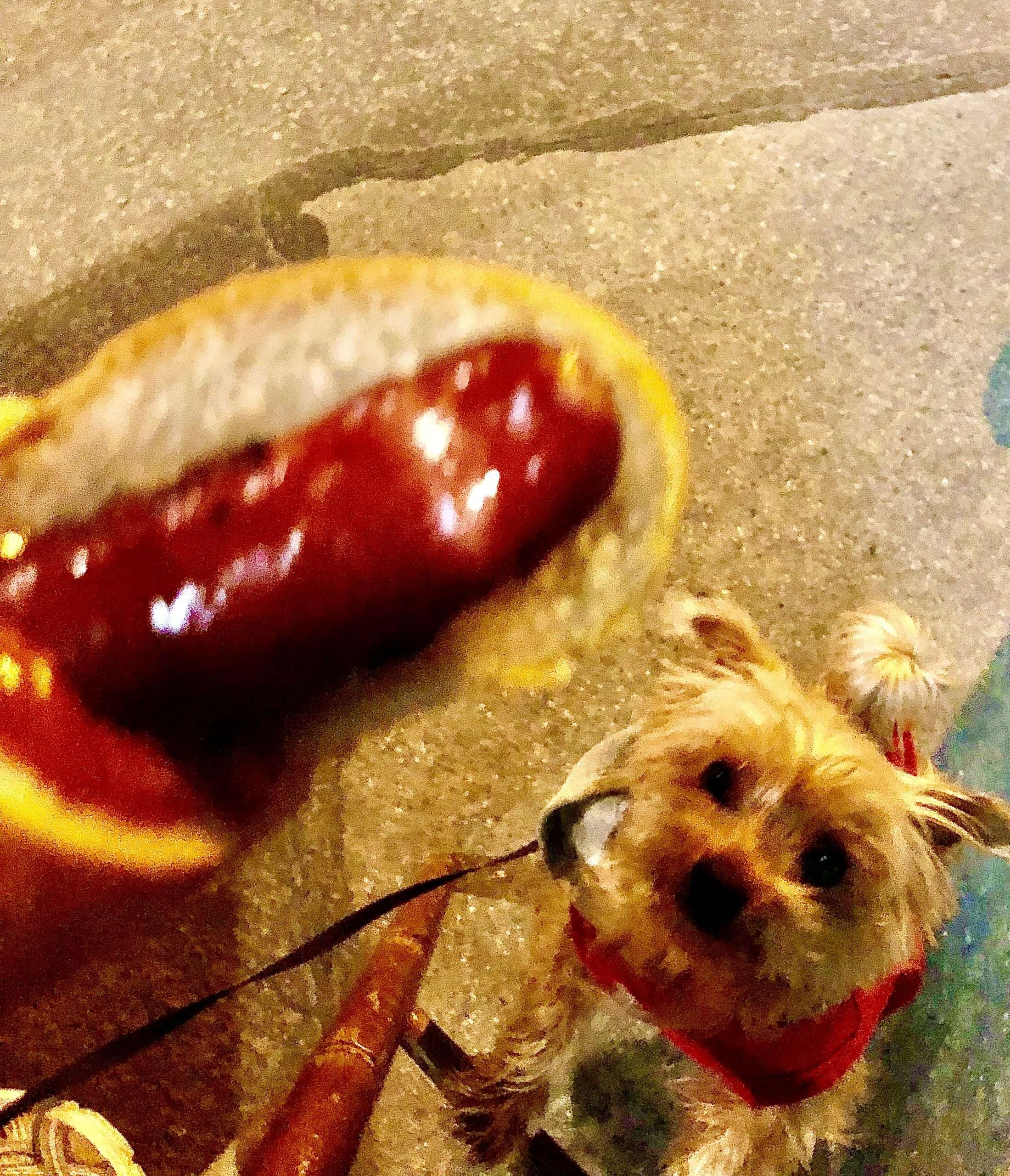 10 BEST Things to do with Your Dog in Vienna, Austria (2025) - Wet Nose ...