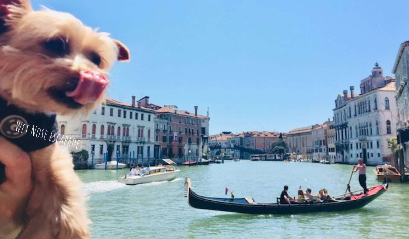 Traveling to Italy with a Dog: What You MUST Know - Wet Nose Escapades