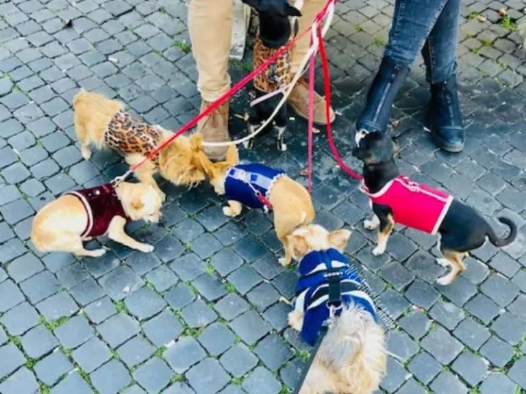 Dog-Friendly Things to do in Rome: A Guide to Visiting Rome, Italy with ...