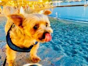 Flying TWO Dogs In-Cabin: A Comprehensive Guide of Airlines that Allow ...