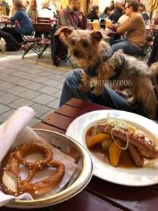 Flying TWO Dogs In-Cabin: A Comprehensive Guide of Airlines that Allow ...