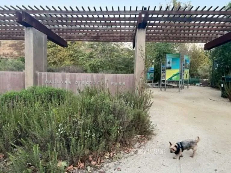 27 Things You MUST Know Before Getting a Yorkie - Wet Nose Escapades