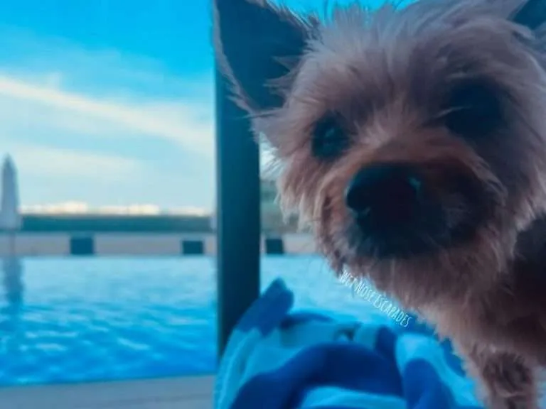 Where to Stay in Cancun with Your Dog: Pet-Friendly Resorts & Hotels ...