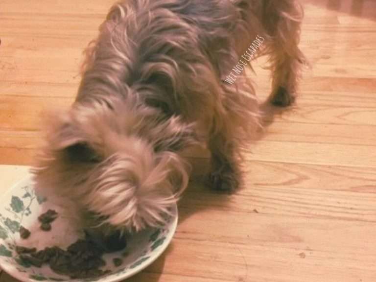 How to Get a Yorkie to Eat Dry Food (2025) - Wet Nose Escapades