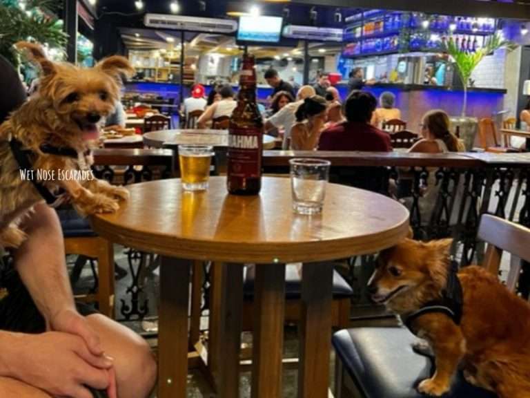 Is Rio de Janeiro, Brazil Dog-Friendly? A Yorkie's Guide to Visiting ...