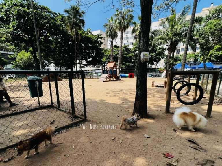Is Rio de Janeiro, Brazil Dog-Friendly? A Yorkie's Guide to Visiting ...
