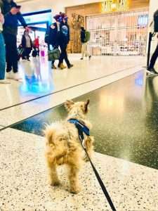 Flying Delta with a DOG: Everything You MUST Know Before You Go (2025 ...
