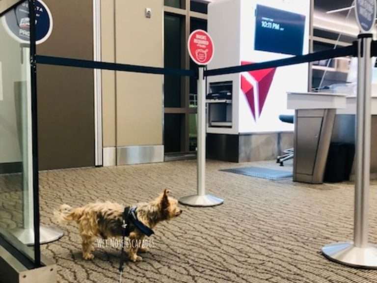 Flying Delta with a DOG: Everything You MUST Know Before You Go (2026 ...