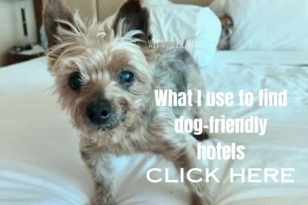 Pup Patty from In-N-Out: A Yorkie's Taste Test & Review (2025) - Wet ...