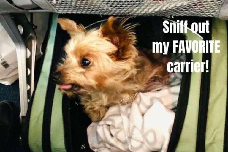 Pup Patty from In-N-Out: A Yorkie's Taste Test & Review (2026) - Wet ...