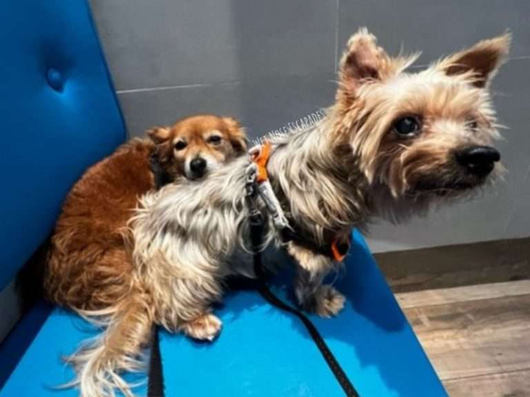 27 Things You MUST Know Before Getting a Yorkie - Wet Nose Escapades