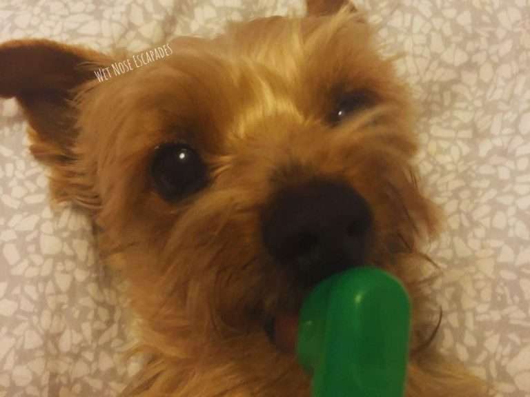 27 Things You MUST Know Before Getting a Yorkie - Wet Nose Escapades