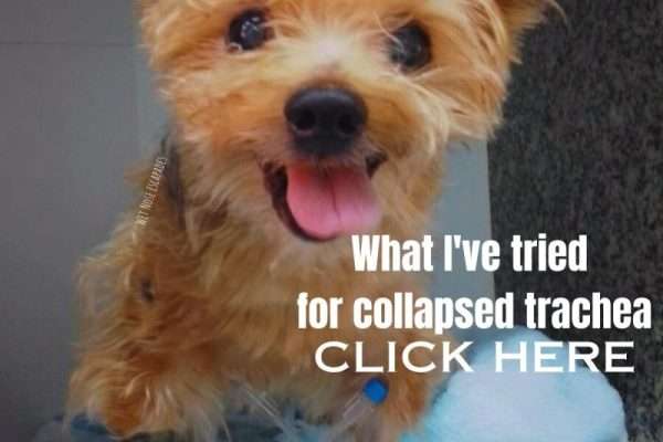 Pup Patty from In-N-Out: A Yorkie's Taste Test & Review (2025) - Wet ...