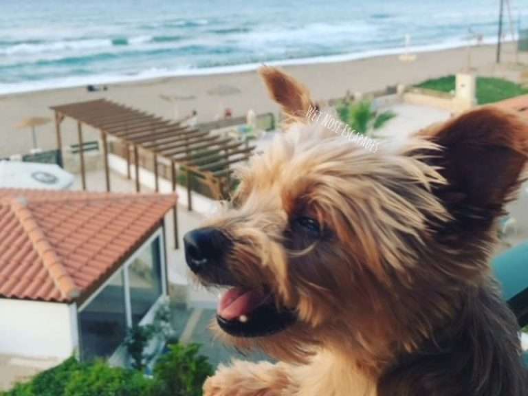 Traveling with Your Dog to the Greek Islands by Ferry - Wet Nose Escapades