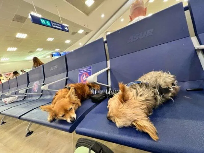 Flying TWO Dogs In-Cabin: A Comprehensive Guide of Airlines that Allow ...
