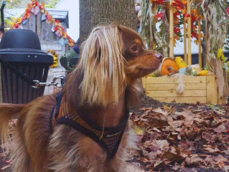 A Dog-Friendly Guide to Quebec City, Canada - Wet Nose Escapades