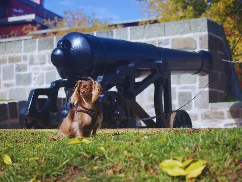 A Dog-Friendly Guide to Quebec City, Canada - Wet Nose Escapades