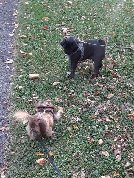 A Dog-Friendly Guide to Quebec City, Canada - Wet Nose Escapades