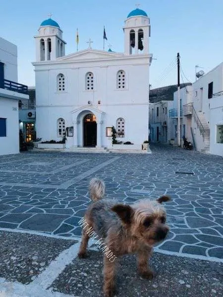 Visiting Paros, Greece with Your DOG - Wet Nose Escapades