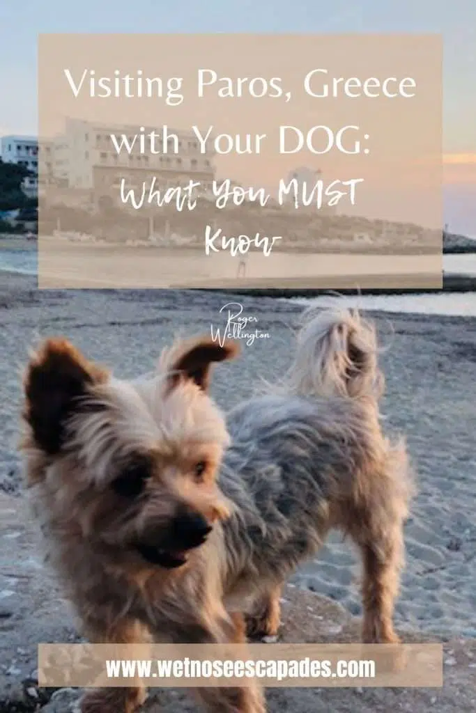 Visiting Paros, Greece with Your DOG - Wet Nose Escapades