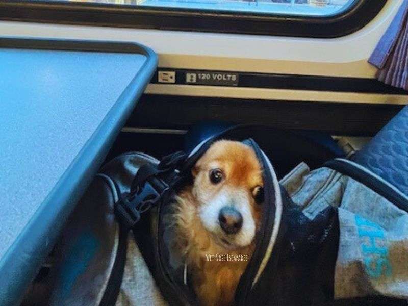Riding Amtrak with Your Dog: What You MUST Know - Wet Nose Escapades