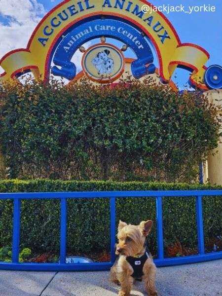 Dog-Friendly Marseille: What It's Like Living in Marseille with a Dog ...