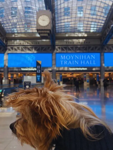 Riding Amtrak with Your Dog: What You MUST Know - Wet Nose Escapades