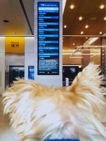 Riding Amtrak with Your Dog: What You MUST Know - Wet Nose Escapades