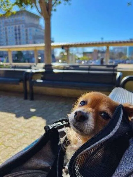 Riding Amtrak with Your Dog: What You MUST Know - Wet Nose Escapades