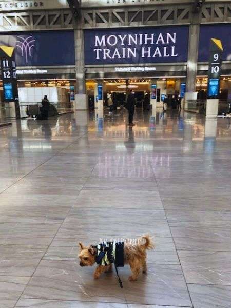 Riding Amtrak with Your Dog: What You MUST Know - Wet Nose Escapades