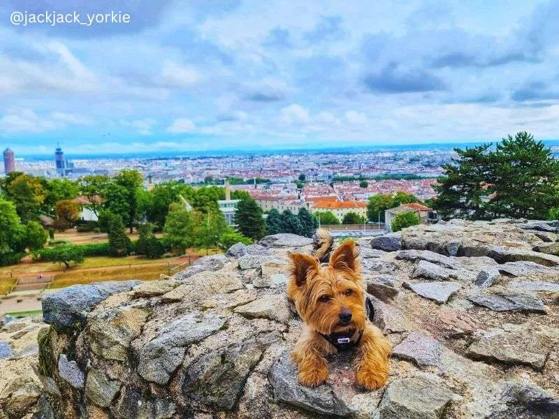 Dog-Friendly Marseille: What It's Like Living in Marseille with a Dog ...